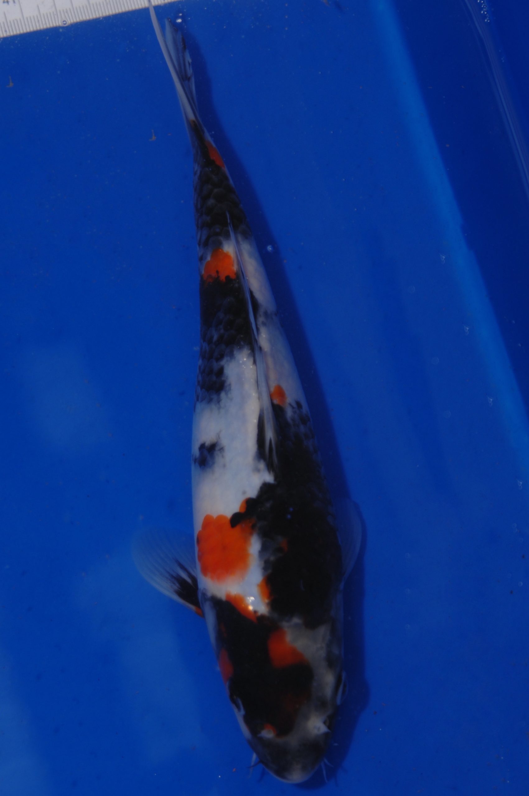 Showa | Cyprus Koi | Japanese Koi for sale in Cyprus