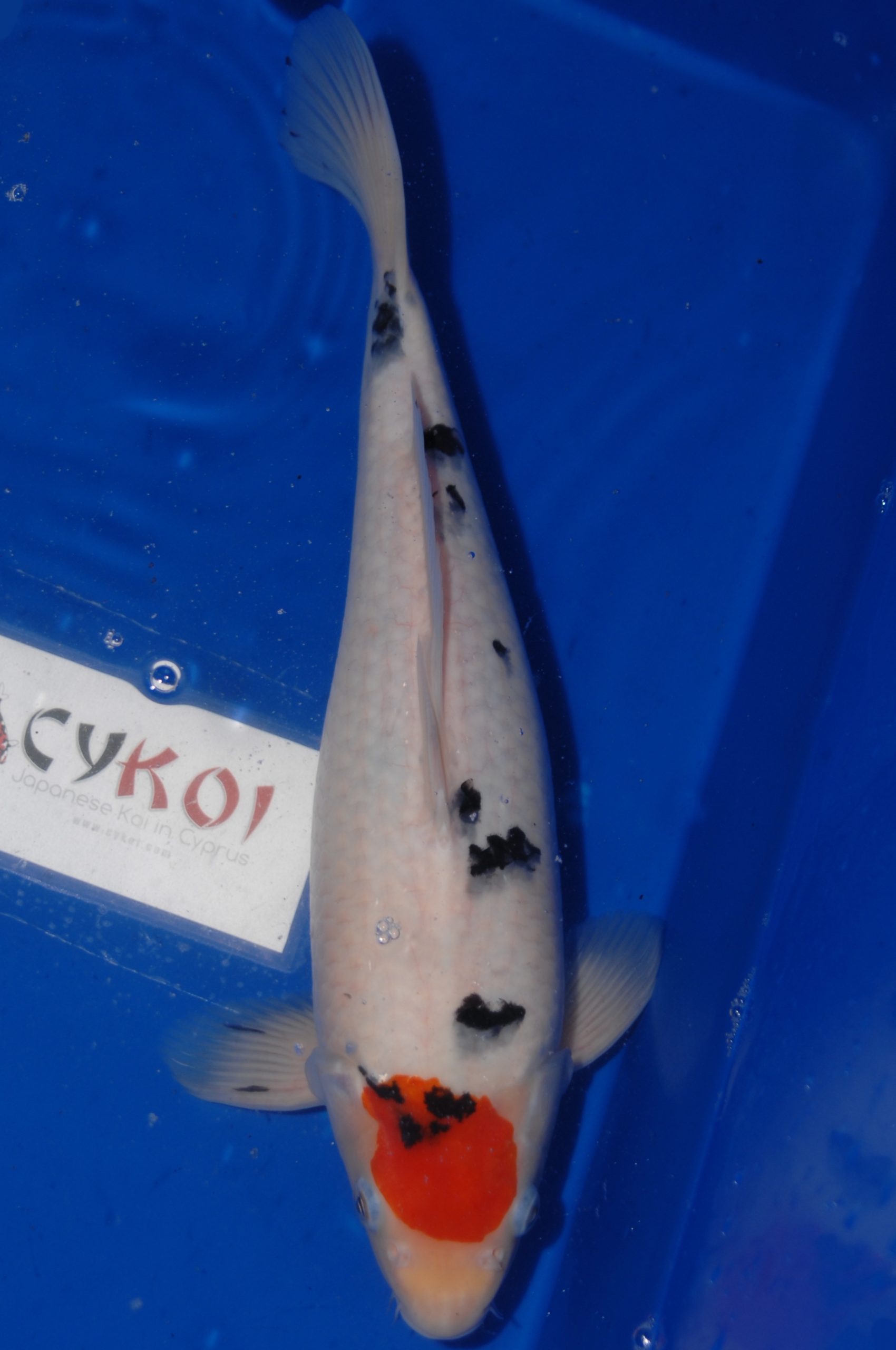 Tancho Sanke – 39cm | Cyprus Koi | Japanese Koi for sale in Cyprus