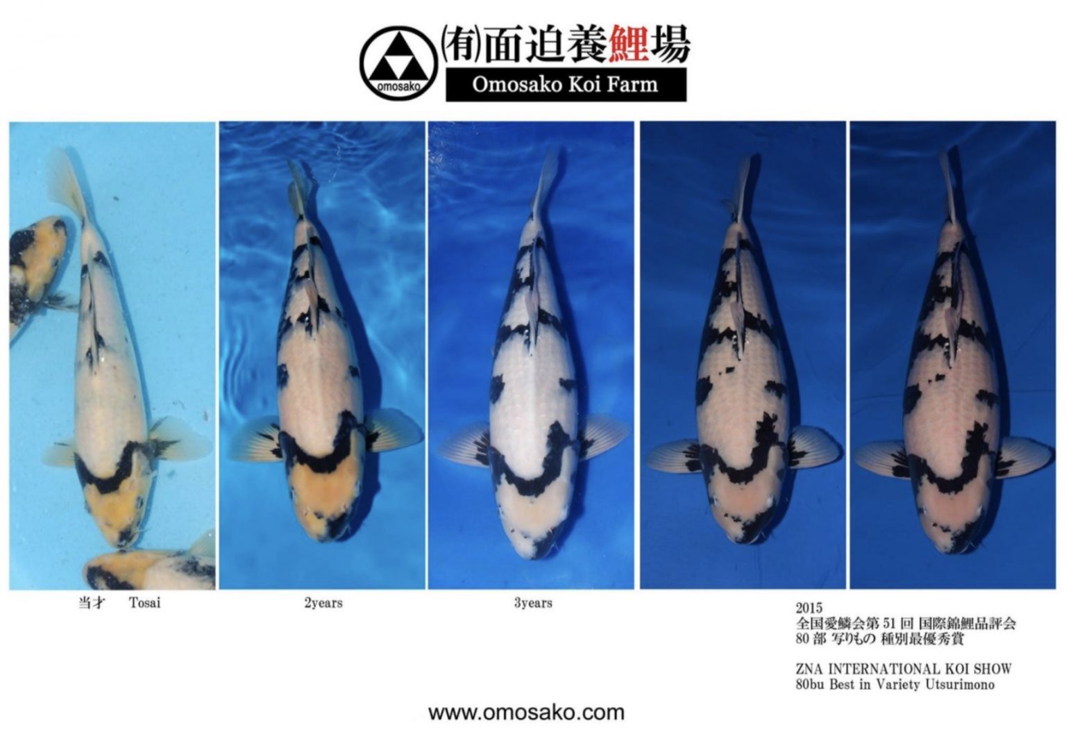 Shiro Utsuri – Black and White | Cyprus Koi | Japanese Koi for sale in ...