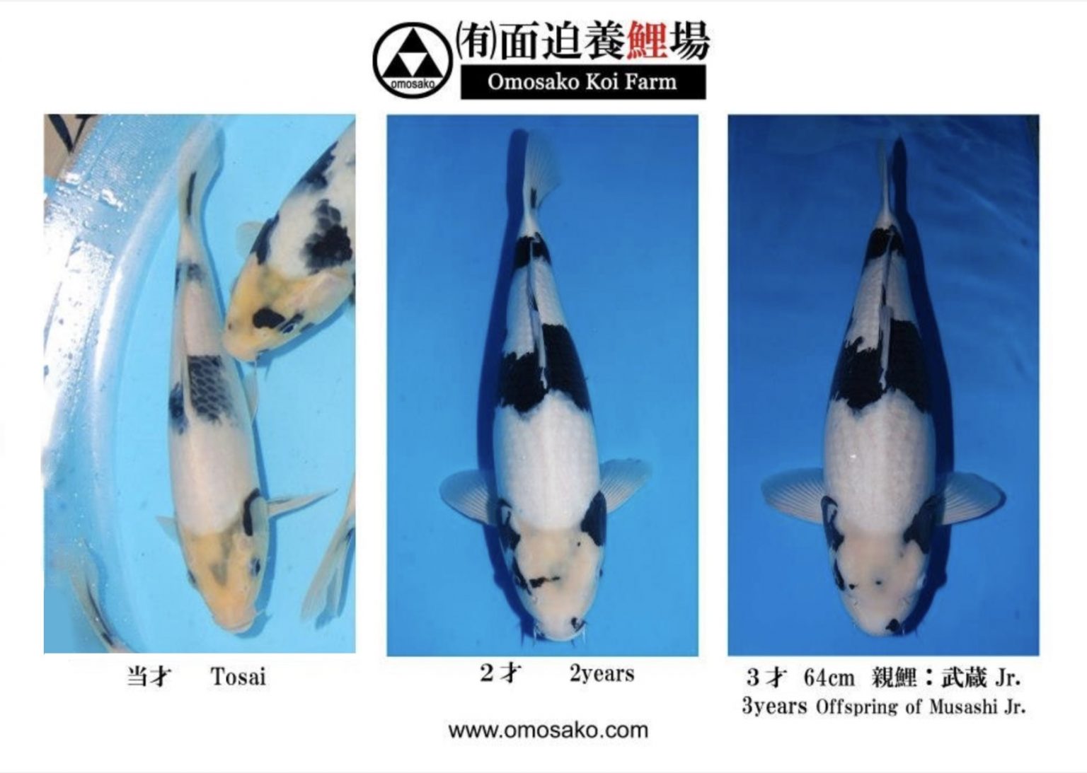 Shiro Utsuri – Black and White | Cyprus Koi | Japanese Koi for sale in ...