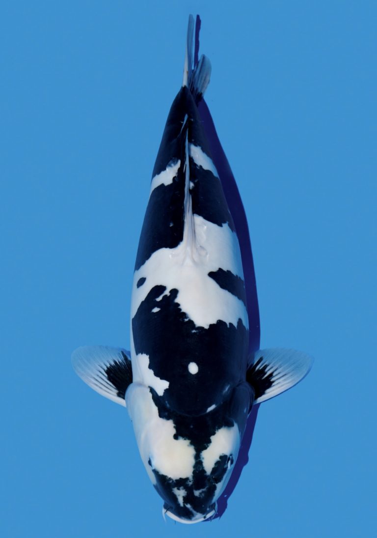 Shiro Utsuri – Black and White | Cyprus Koi | Japanese Koi for sale in ...