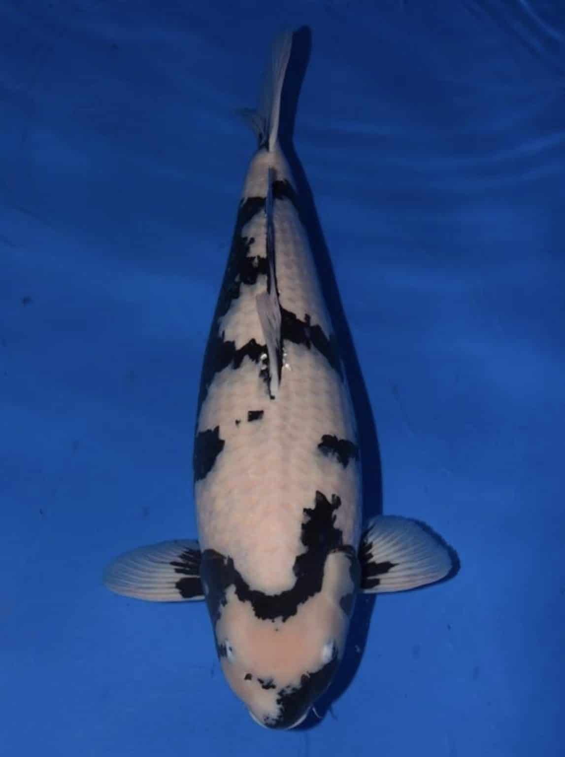Shiro Utsuri – Black and White | Cyprus Koi | Japanese Koi for sale in ...